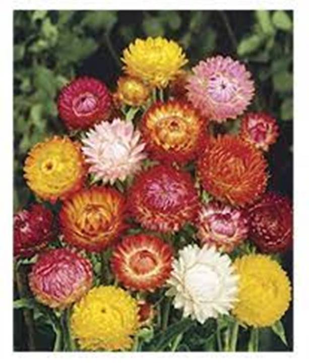 1 Packet HELICHRYSUM Mixed Flower Seeds | Daraz.com.np