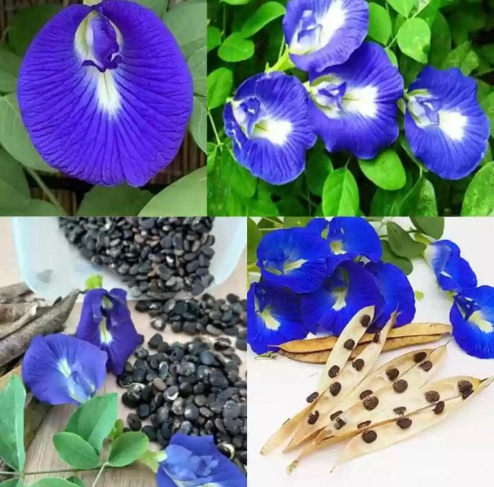 Great Description About Blue Pea Flower Seeds