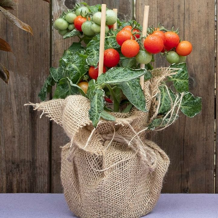 Micro Tom Cherry Tomato Seeds 5 Plus (Loose Pack) | Daraz.com.np