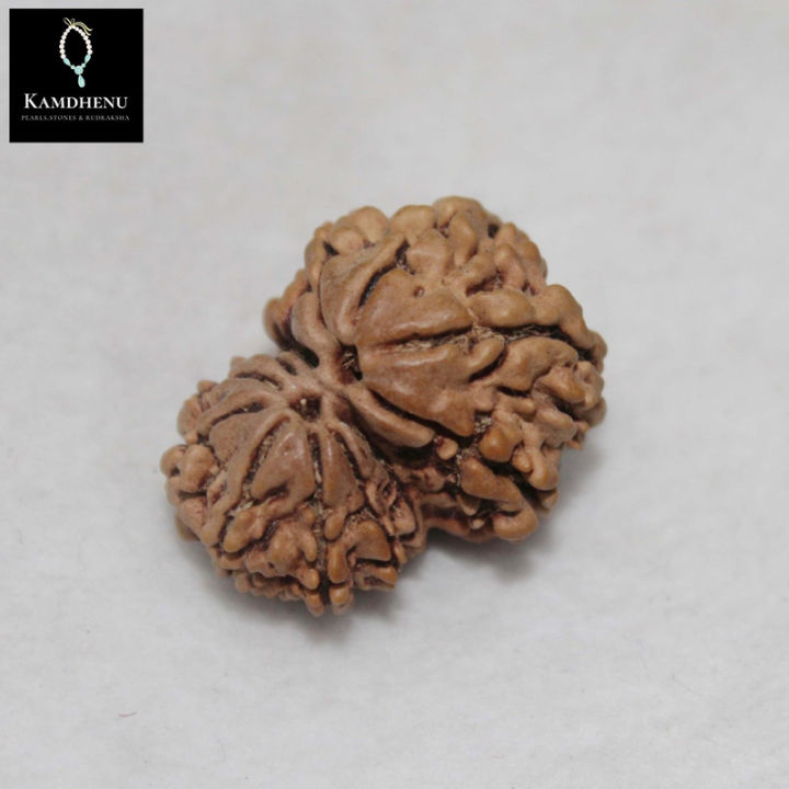 13-Face Rudraksha (NEPALI) | Daraz.com.np