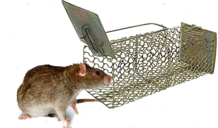 Rat/Mouse/Rodent Trap Cage Rustic Copper | Daraz.com.np