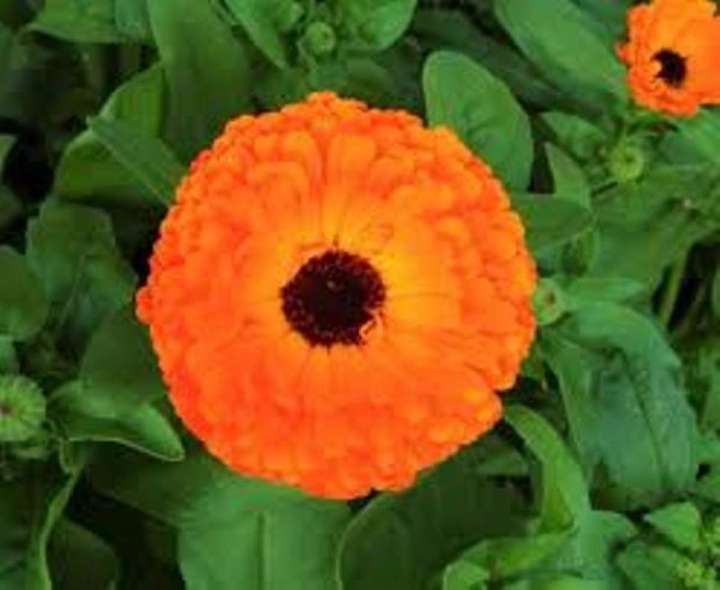 Pacific Beauty Calendula Seed Red 50 Seeds - Calendula Seeds - Pacific ...