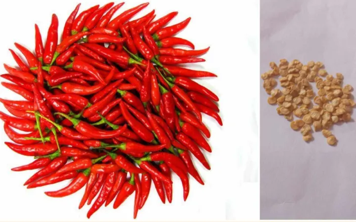 Chilli Longi Special(50 Plus Seeds) | Daraz.com.np