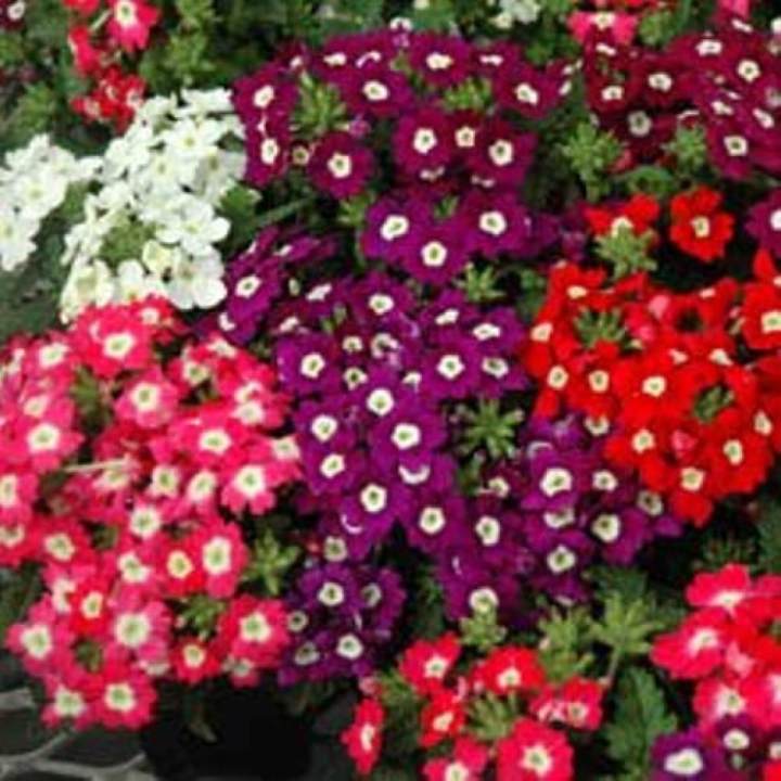 Verbena Mixed Flower 20 Seeds For Balcony And Garden | Daraz.com.np