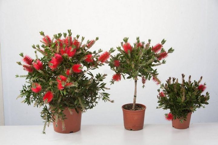 Kalki Phool Loose Seeds Pack, Callistemon Citrinus Red Cluster - Red ...