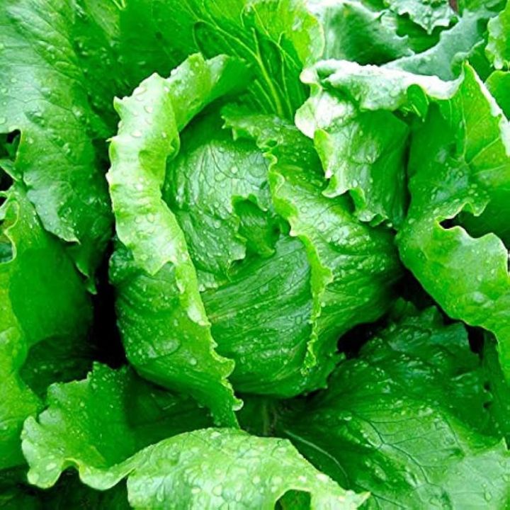 Iceberg Crispiano Lettuce Seeds - 10+ Count Loose Seed Pack - The ...