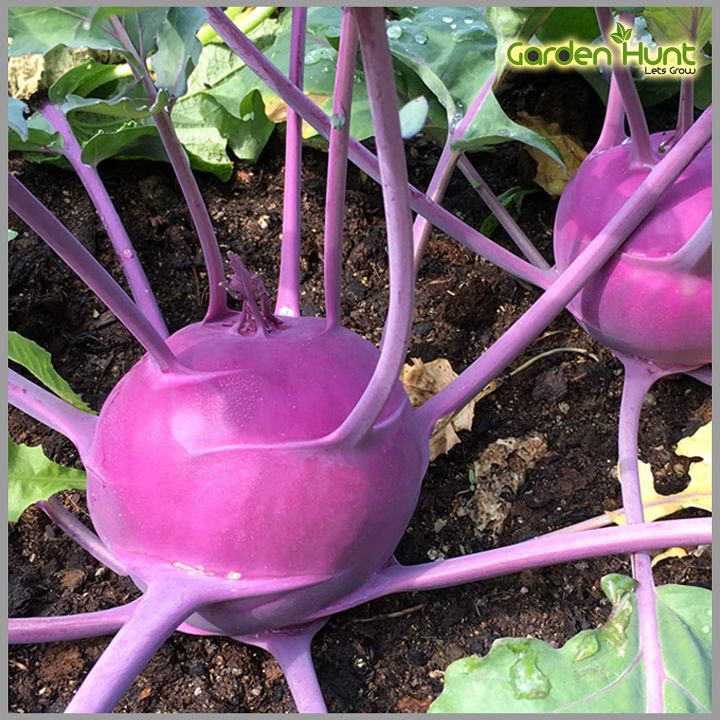 1 Packet Knol Khol Purple Seeds (Kohlrabi/Noolkol) Traditional Seeds ...
