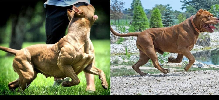 Dog Muscle Builder Supplement | Builder Protein Powder for Pit bull and ...