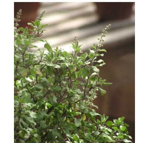 Mixed Tulsi 20 Seeds , Krishna Tulashi — Holy Basil, Shyama Tulasi ...