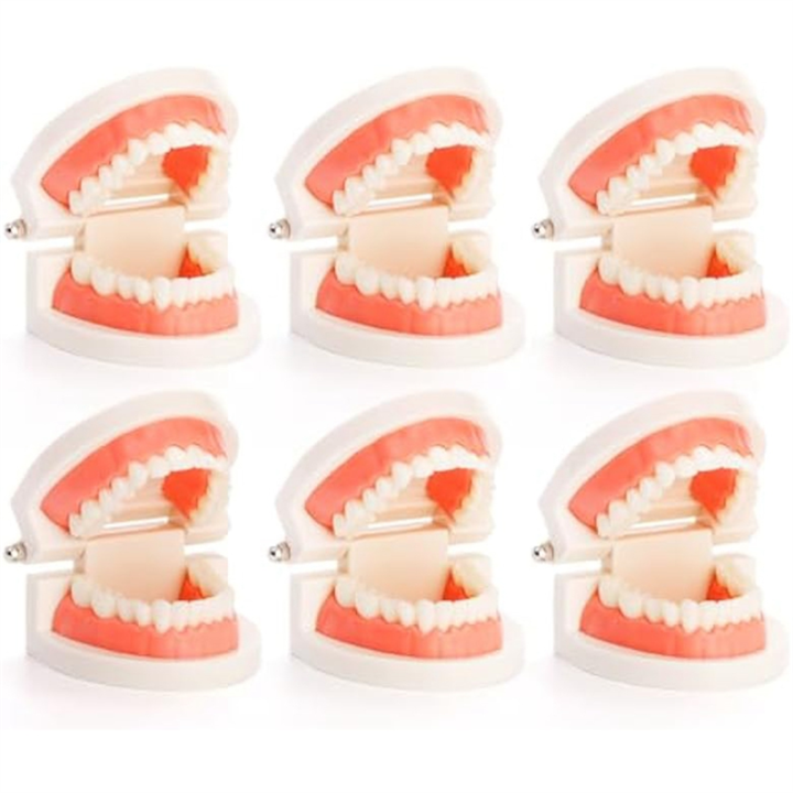 Dental Demonstration Model Set for Study,Standard Plastic Mouth Model ...