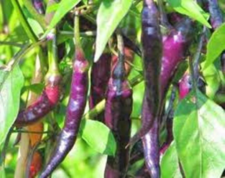 F1 Chilli Deep Kali-6, Omaxe 1 packet 50 Seeds | Daraz.com.np