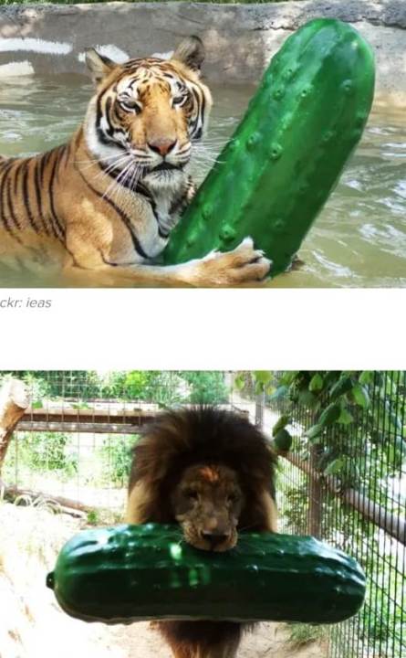 1 Packet Very Tasty And Very Healthy Bengal Tiger Cucumber Seeds Best ...