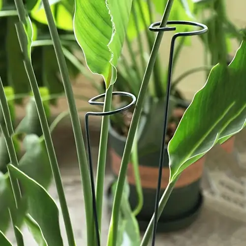 Elegant Home Plant Support Rod stem Garden Sticks Plant Straightener ...