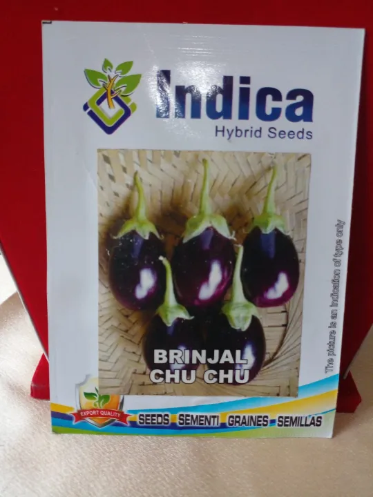 Vegetable Seeds - World Best Brinjal Seeds Chu Chu Baramase (20 Seeds ...