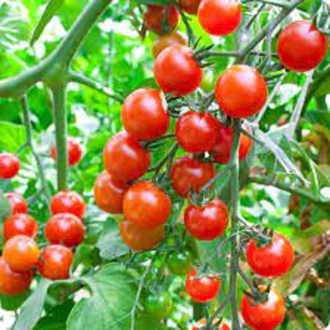 Sweetie Cherry Tomato Seeds 40 Seeds | Daraz.com.np
