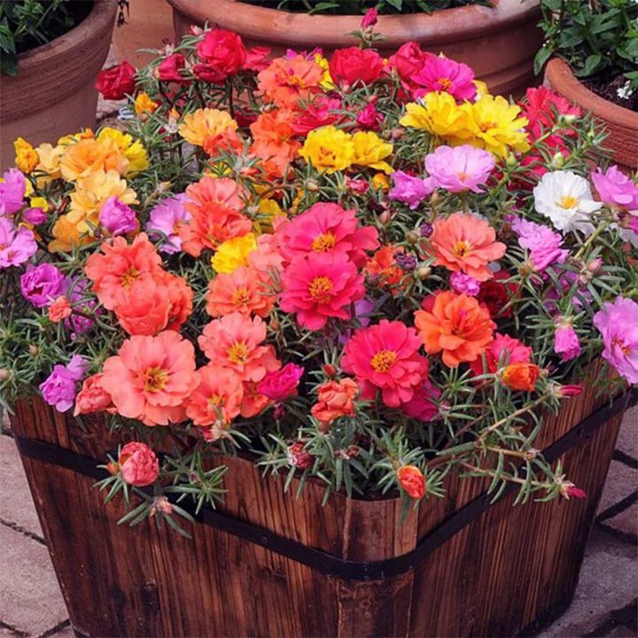 1 Packet Saphirre Portulaca Seeds 100 Plus Portulaca Double Mix Flower ...