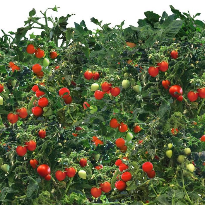 All Time All Season - Chaumase Mini Cherry Tomato Seeds 10 Plus Seeds ...