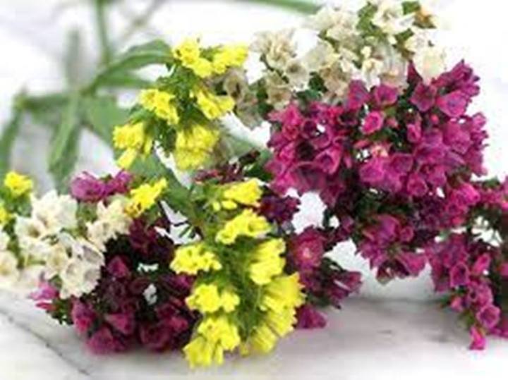 Static Pacific Mixed Flower 10 Plus Seeds | Daraz.com.np