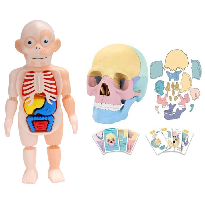 Human Anatomy Skull Puzzle Human Organ Model Detachable Mini Human ...