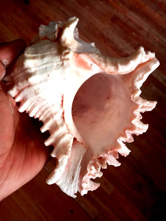 Conch Shells (Sankha) - Attractive शंख; Original Shankh For Laxmi ...