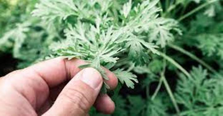 Artemisia Herbal Seeds - Titepati 100 Plus Seeds | Daraz.com.np
