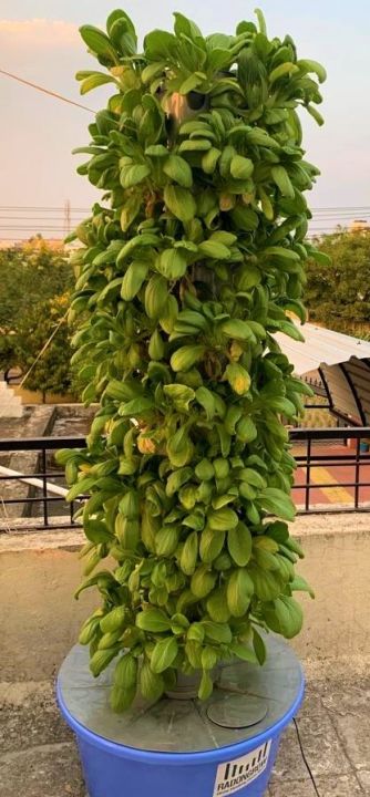 Hydroponics Tower for Herbs, Fruits and Vegetables | Daraz.com.np