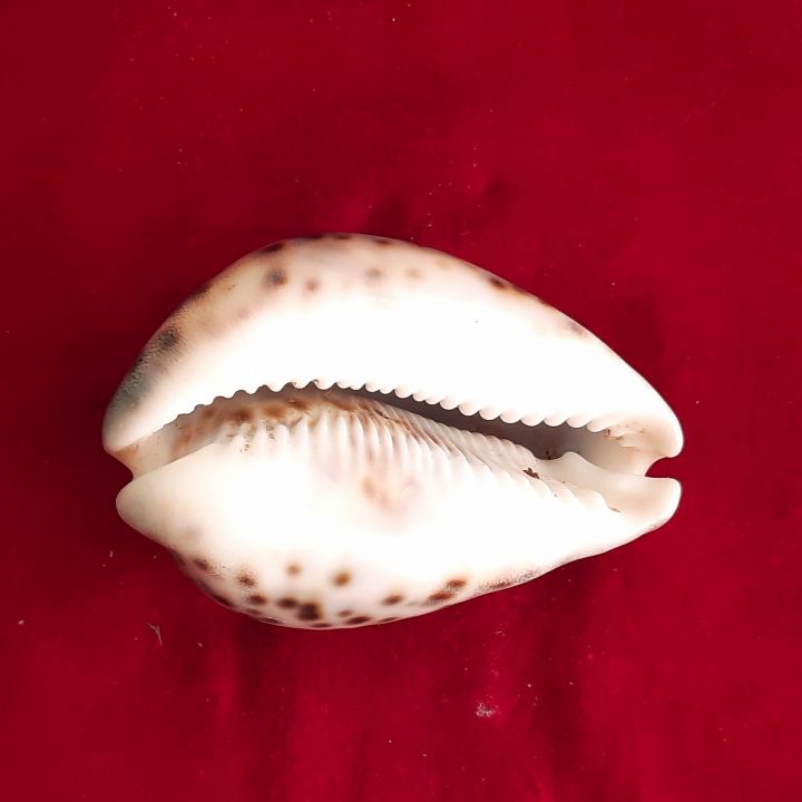 Tiger Cowrie Shells | Cypraea Tigris | Sea Shells Workship | Daraz.com.np