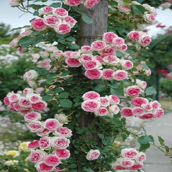 Pink and White Climbing Rose Seeds | Daraz.pk