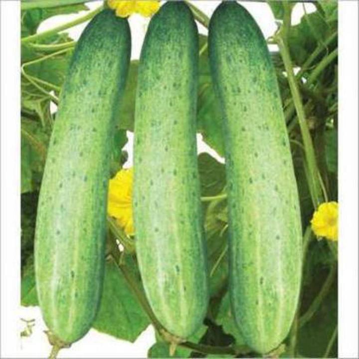 Cucumber Desi Kheera Kitchen Gardening Vegetable Seeds | Daraz.pk