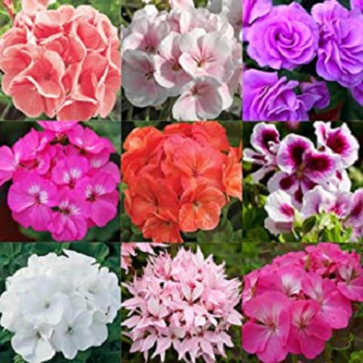Mix Geranium Flower Seeds | Daraz.pk