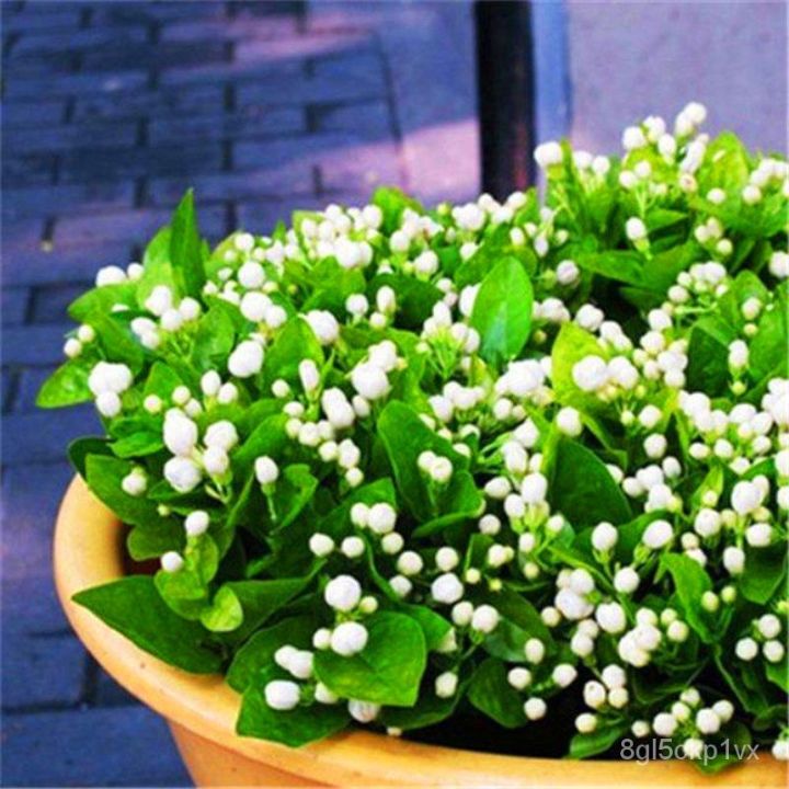 10Pcs Jasmine Seeds Indoor Balcony Potted Flower Seeds And Ornamental ...