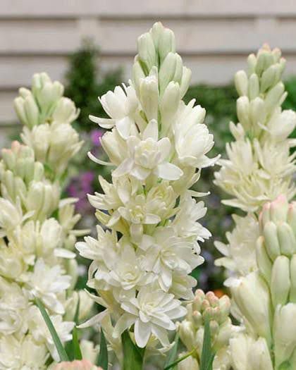 Pack of 5 Double Fragrant Tuberoses (Polianthes) 'The Pearl ...