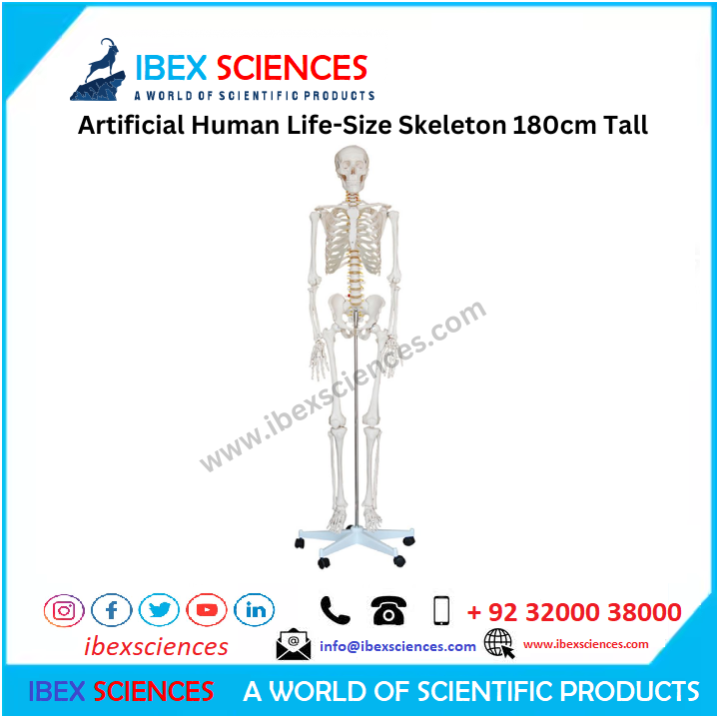 IBEX SCIENCES Teaching Model Artificial Human Life-Size Skeleton 180cm ...