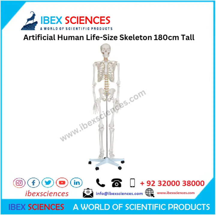 IBEX SCIENCES Teaching Model Artificial Human Life-Size Skeleton 180cm ...