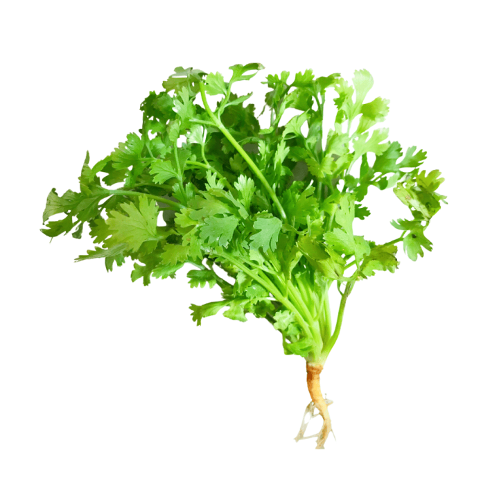 Coriander – 500+ Seeds | Desi Dhania Traditional Variety for Fresh ...