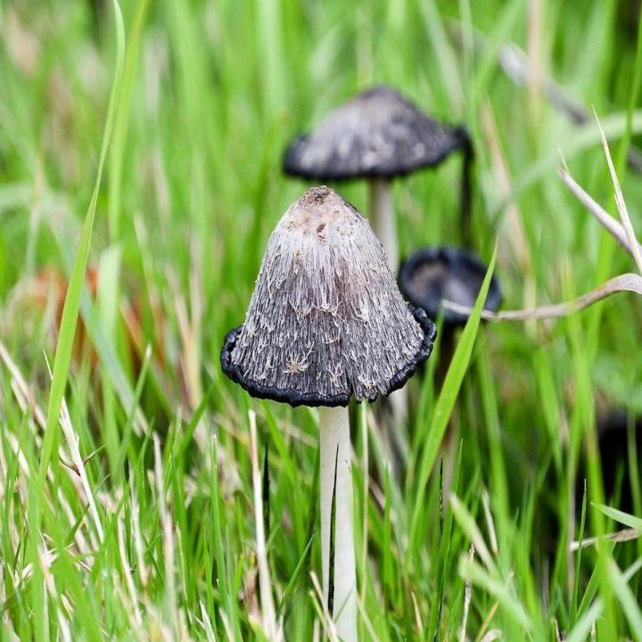 Common Ink Cap Mushroom Spawn Seeds | Daraz.pk