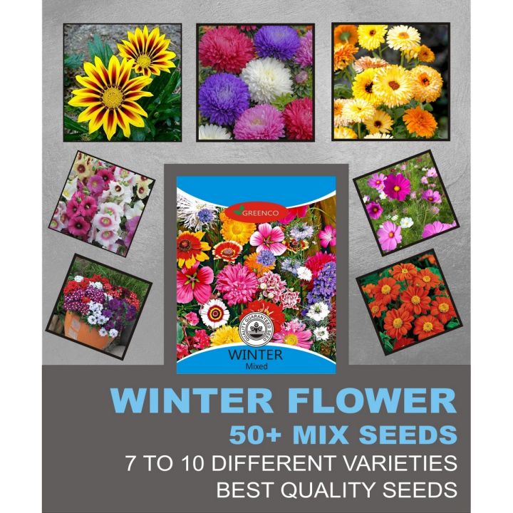 QTY 50+ Seeds Winter Season Mix Varieties Flower Seeds Aster Pansy ...