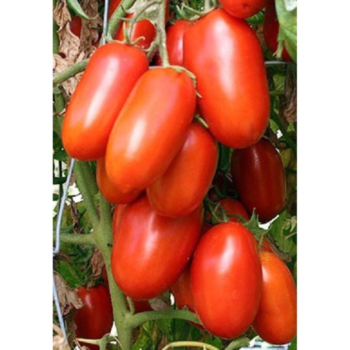 Hybrid Tomato Seeds 30 kg Production per Plant | Daraz.pk