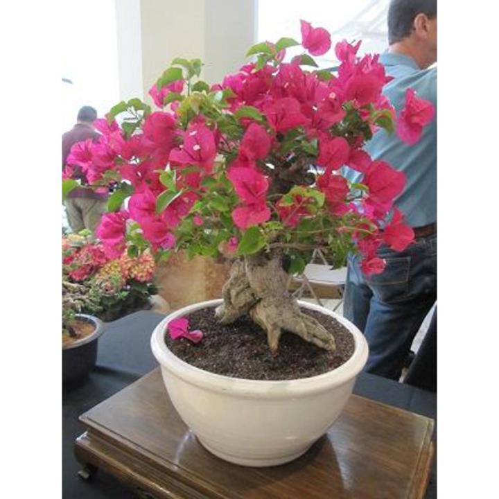 Bougainvillea Pink Tree Seeds | Daraz.pk
