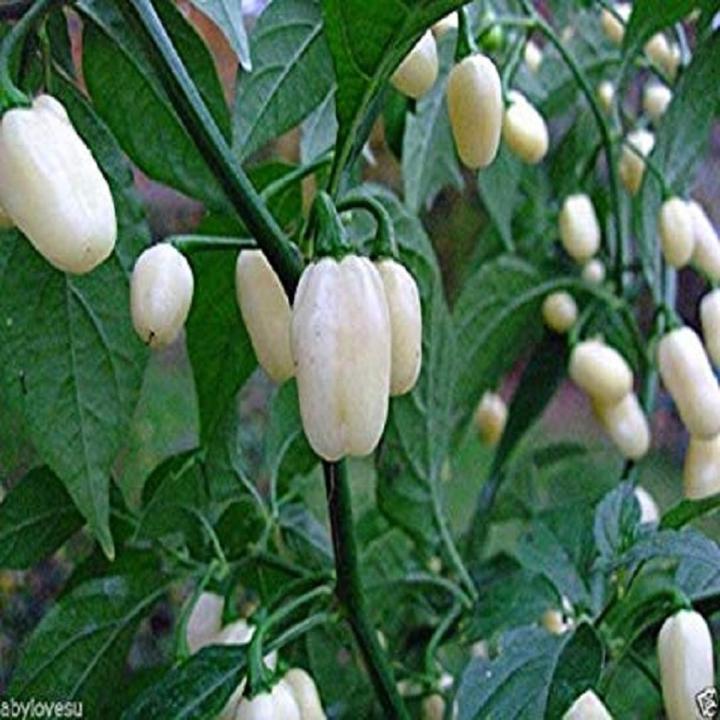 White Capsicum Vegetable Seeds | Daraz.pk