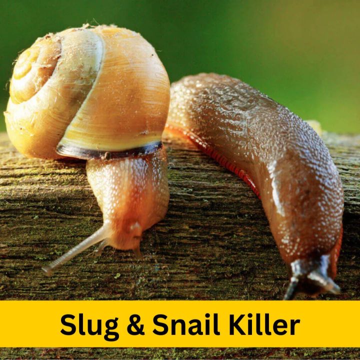 Slug & Snail Control Medicine – Safe and Effective Garden Protection ...