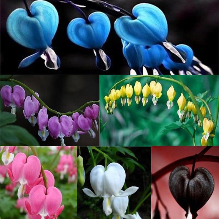 Mix Color Bleeding Heart Flower Tree Seeds | Daraz.pk