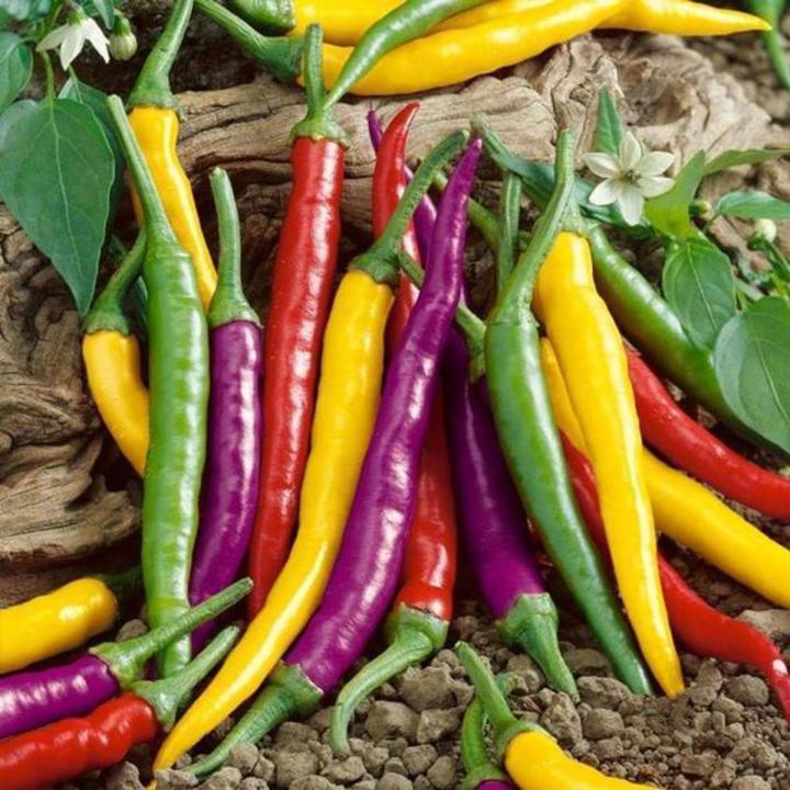 Mix Colour Long Pepper Seeds | Daraz.pk