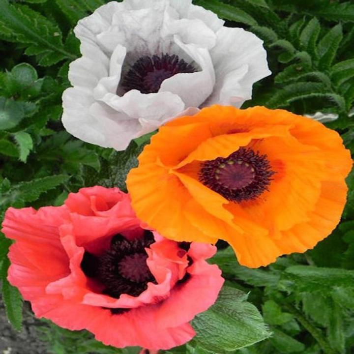 Mix Color Poppy Flower Seeds | Daraz.pk