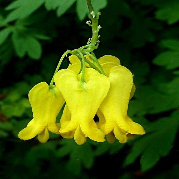 Yellow Bleeding Heart Flower Tree Seeds | Daraz.pk