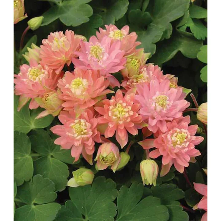 Clementine Salmon Rose Columbine Flower Seeds | Daraz.pk
