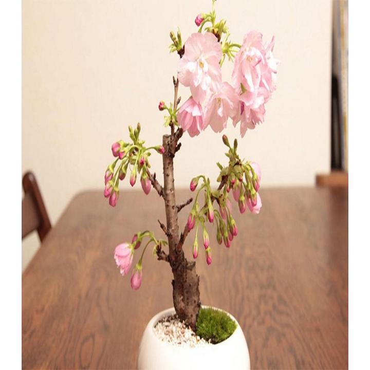 Bonsai Sakura Pink Cherry Tree Seeds | Daraz.pk