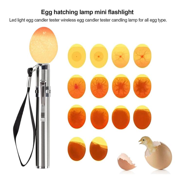 Stainless Steel Incubator Egg tester Egg Candling Lamp LED Super Cold ...