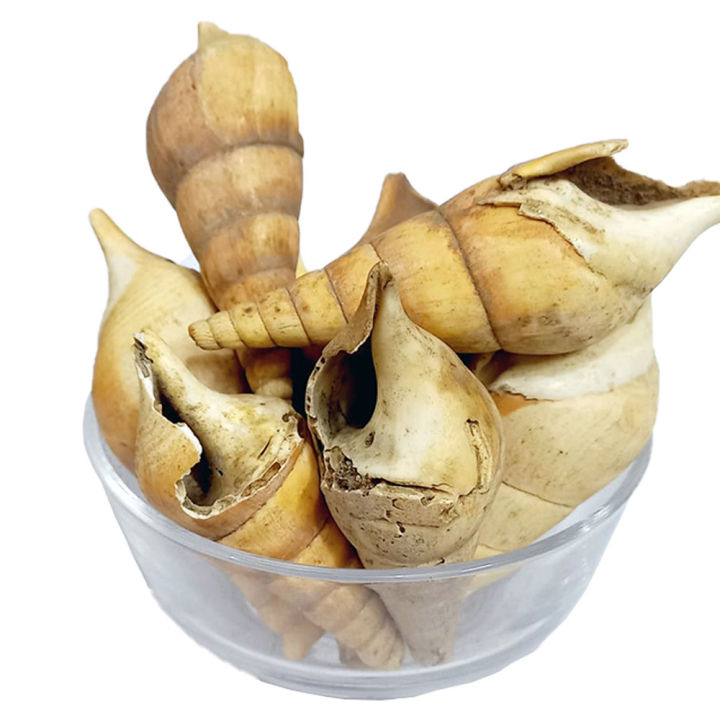 Cone Seashell 500gm - Shell / Shells 100% Original Half KG by Herbisol ...