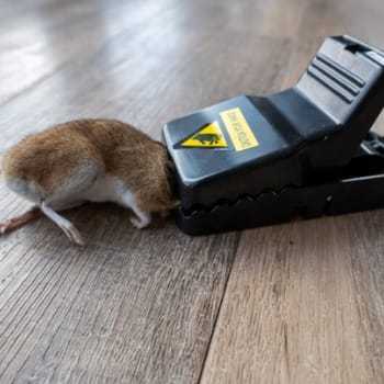 SADIQ'S MART Heavy Duty Mouse Trap Mice Catcher High Quality Plastic ...